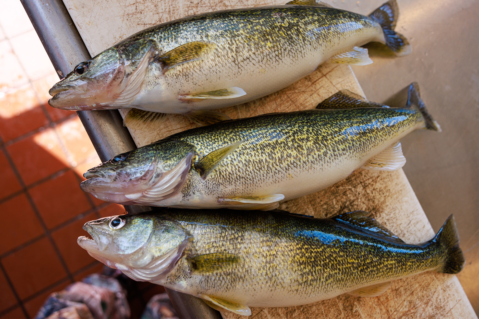 Fishing Charters in Buffalo NY - River Born Fishing Company